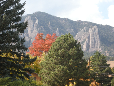 Boulder Tree | Expert advice on trees and their care. Boulder, Colorado