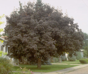 Deciduous - Opposite - Maples and Ashes | Boulder Tree