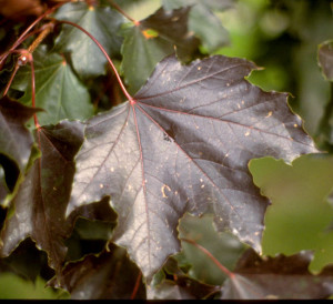 Deciduous - Opposite - Maples and Ashes | Boulder Tree