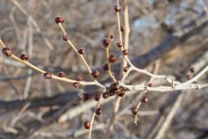 Locusts and Elms | Boulder Tree