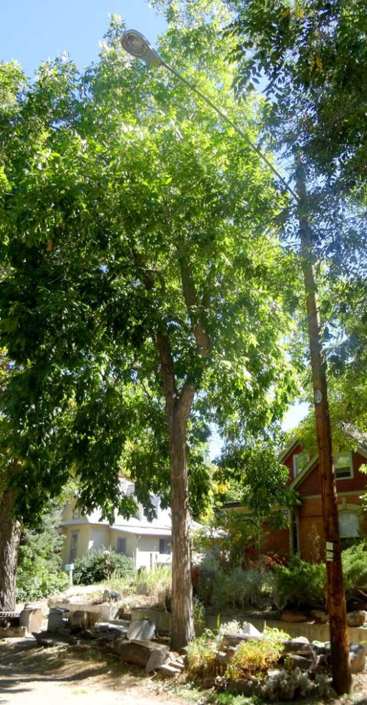 Trees with Large Compound Leaves | Boulder Tree