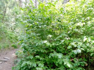 Small Trees | Boulder Tree